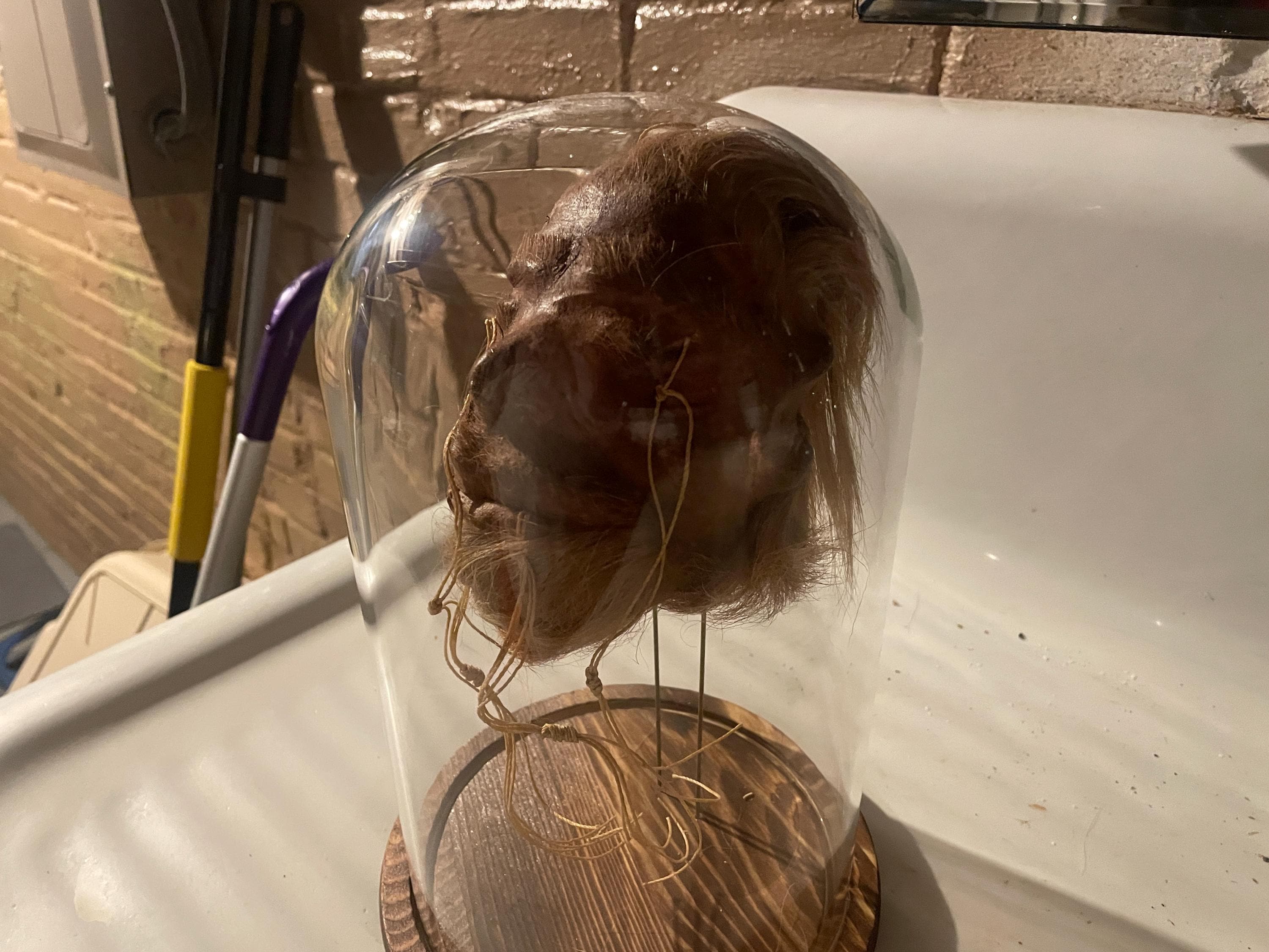 Oddities & Morbid Oddity: Jivaro Shrunken Head -tsantsa Ecuadorian in a ...