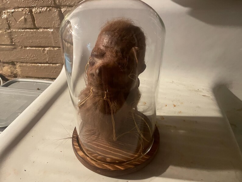 Oddities & Morbid Oddity: Jivaro Shrunken Head -tsantsa Ecuadorian in a ...