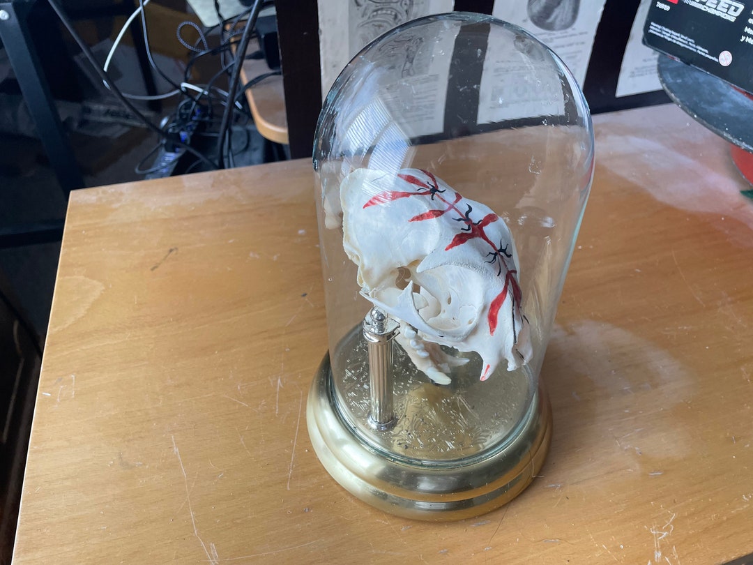 Oddities & Morbid Gothic Oddity: Painted Animal Skull in a Glass Dome ...