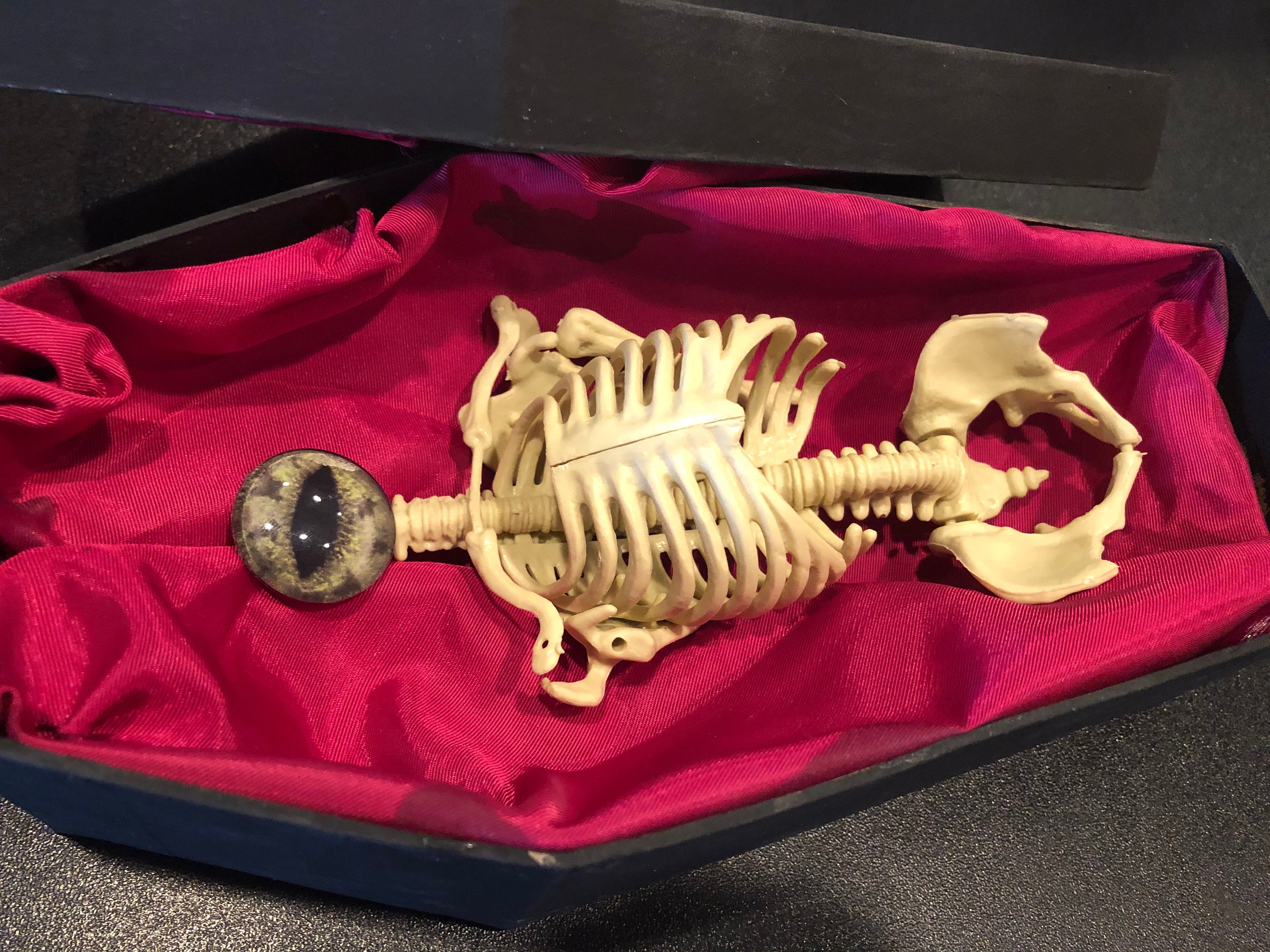 STEAMPUNCK GOTHIC ODDITY Cyclops Eyed Torso Skeleton in a Coffin ...