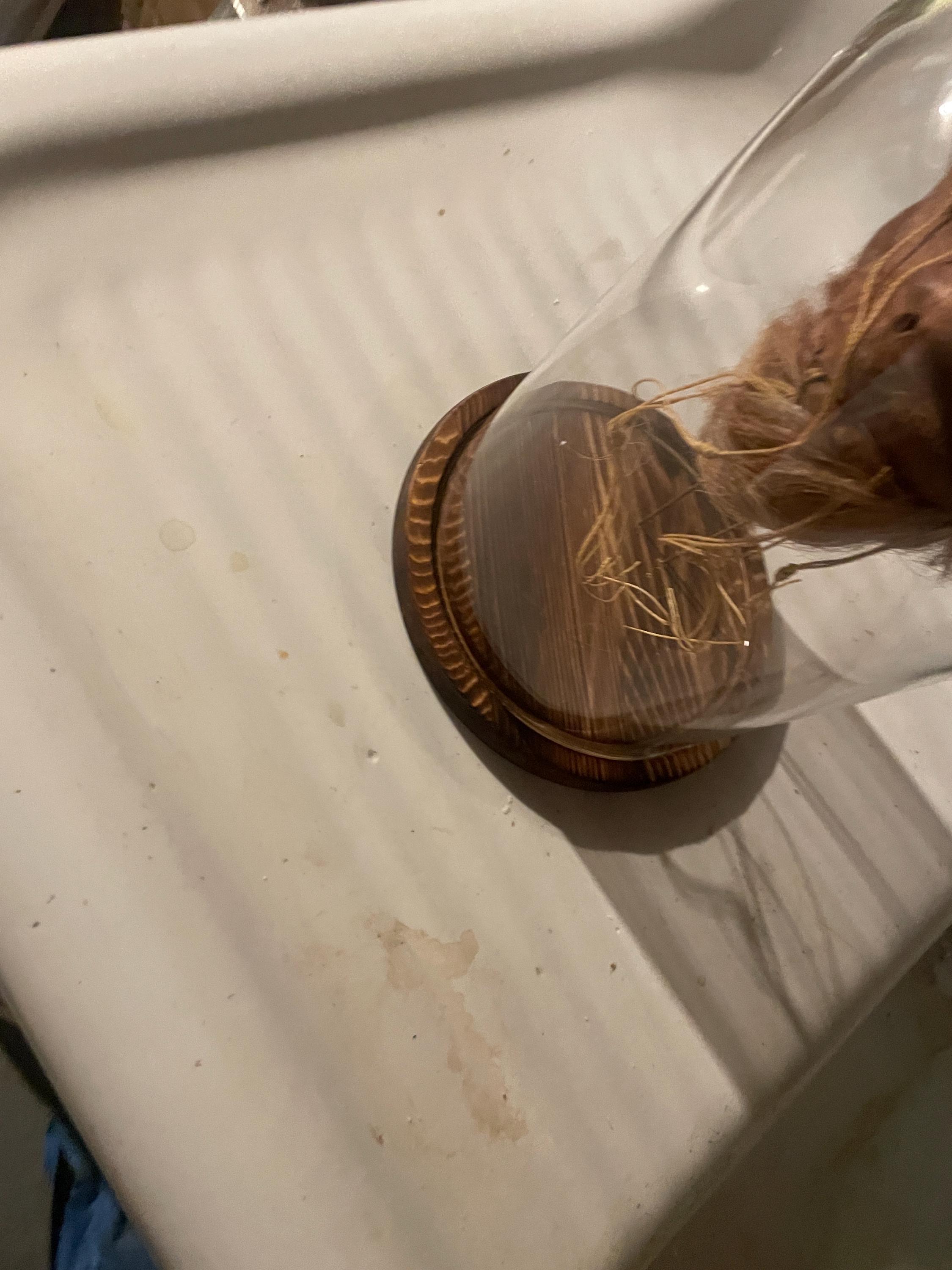 Oddities & Morbid Oddity: Jivaro Shrunken Head -tsantsa Ecuadorian in a ...