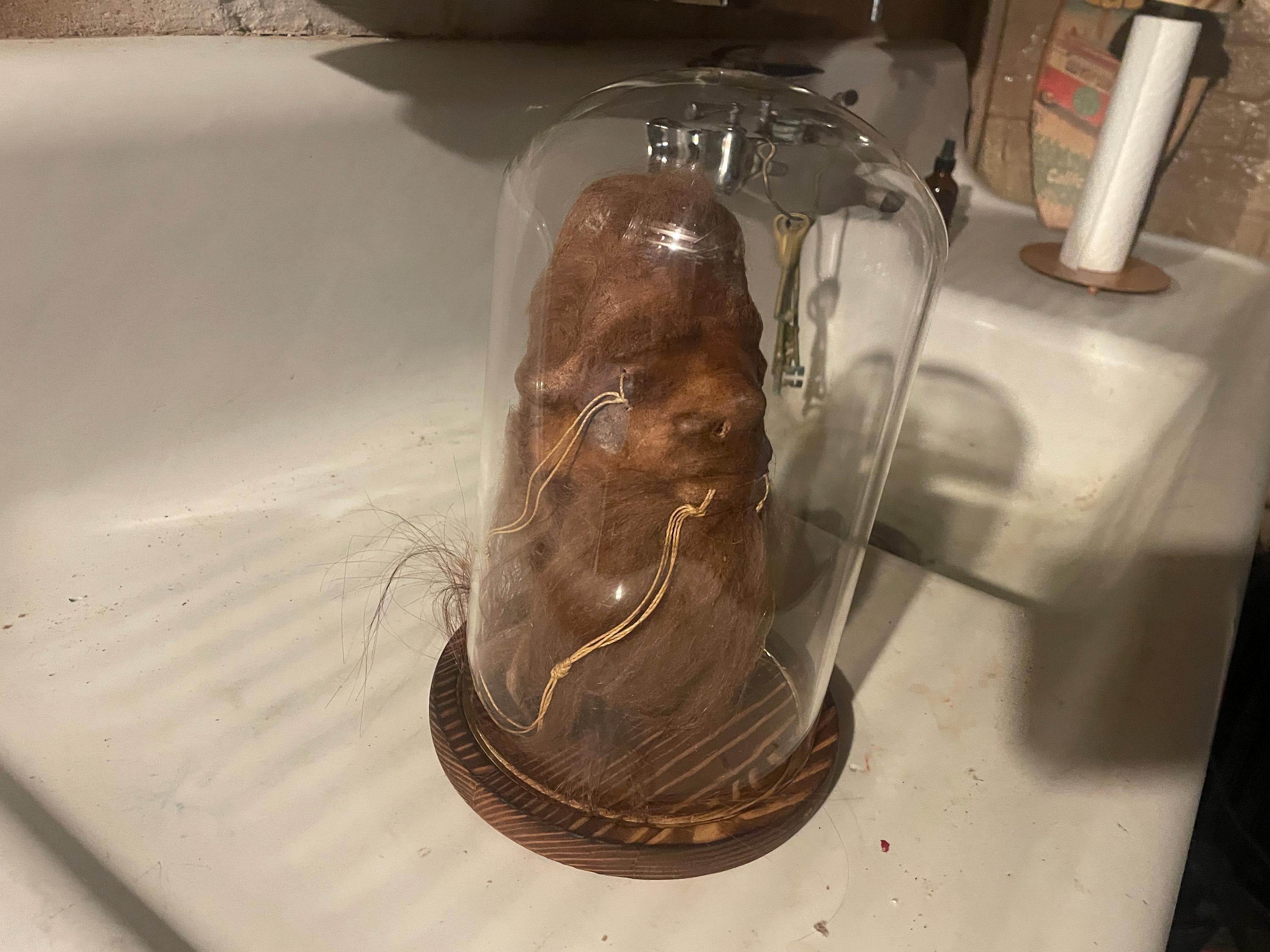 Oddities & Morbid Oddity: Jivaro Shrunken Head -tsantsa Ecuadorian in a ...