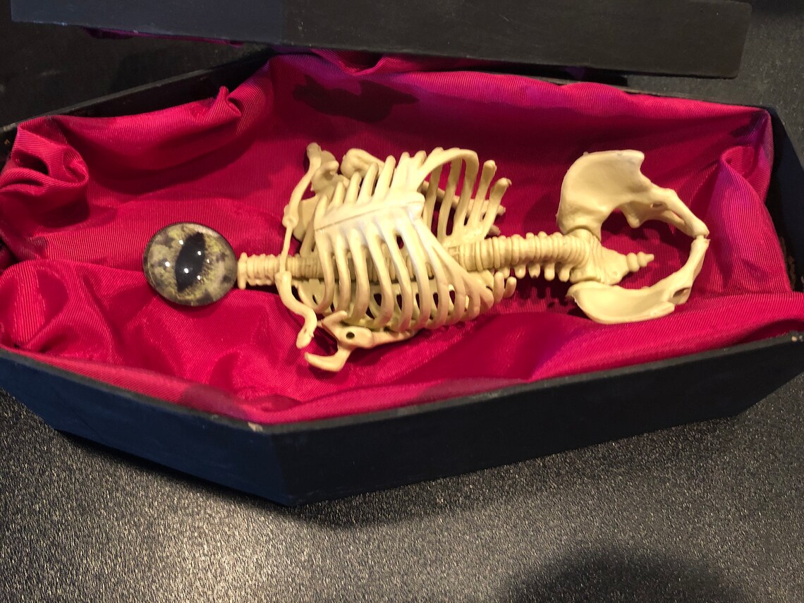 STEAMPUNCK GOTHIC ODDITY Cyclops Eyed Torso Skeleton in a Coffin ...