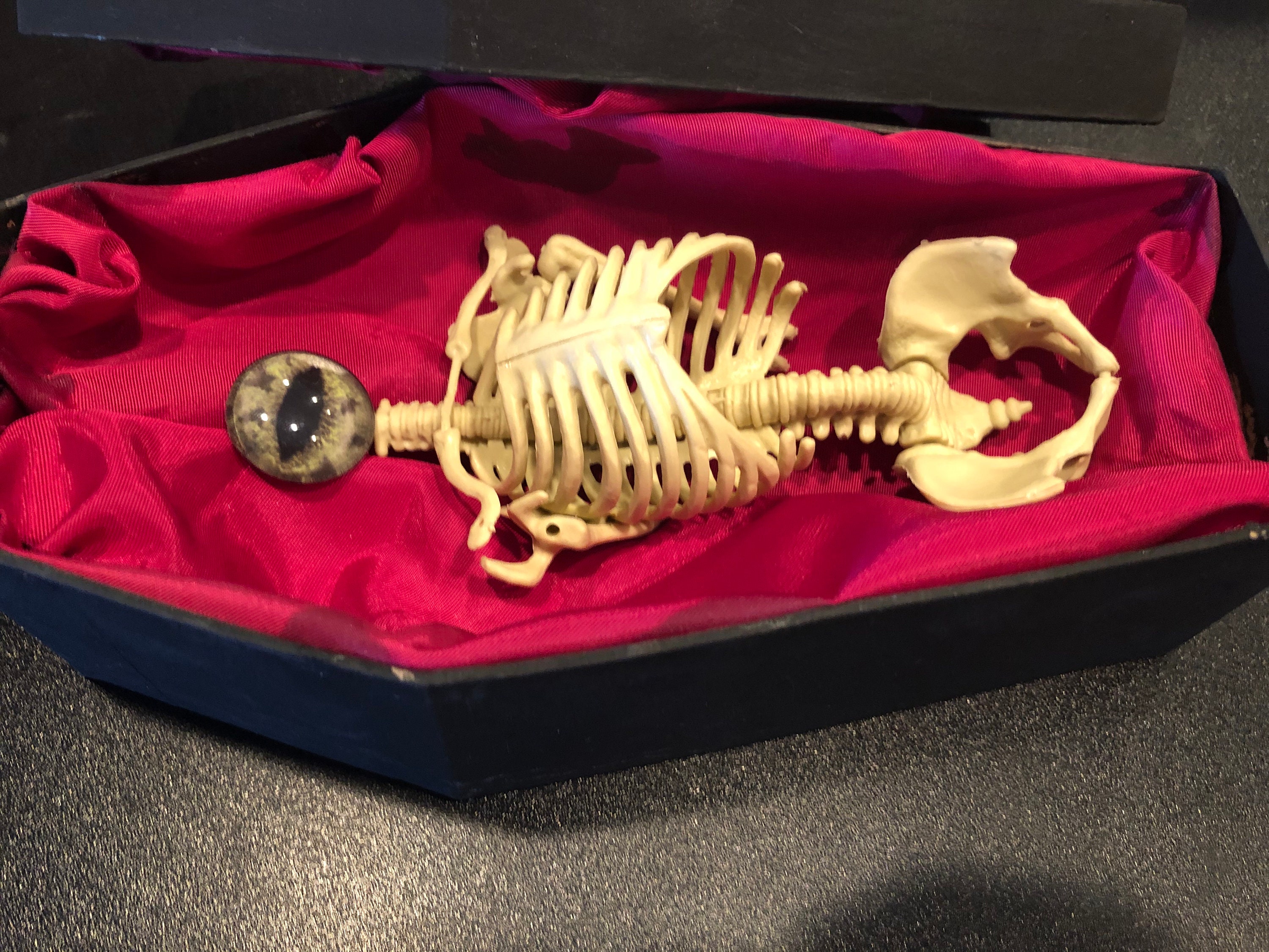 STEAMPUNCK GOTHIC ODDITY Cyclops Eyed Torso Skeleton in a Coffin ...