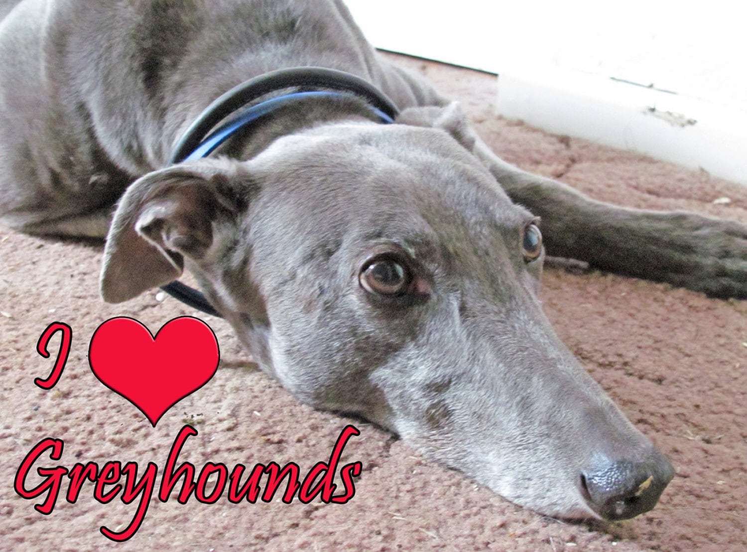Are Greyhounds Loving
