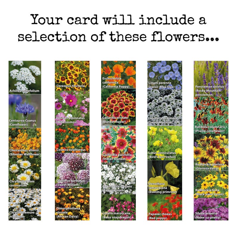 Plantable Mother's Day Card - Wildflower Bunch, Seed Paper Plantable ...