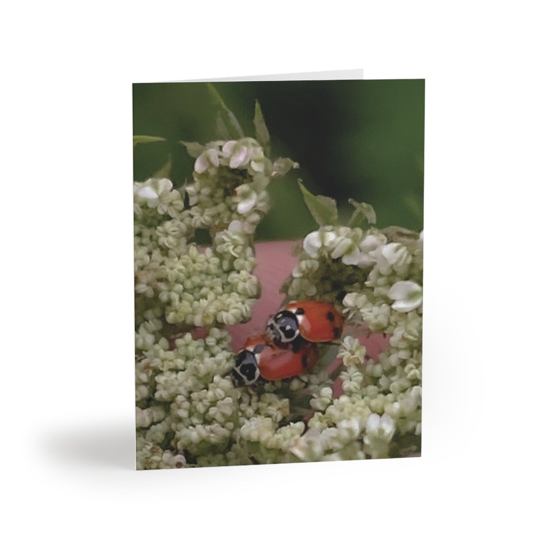 Ladybug Love Hippodamia Variegata, on Wild Carrot, Daucus Carota, Queen ...