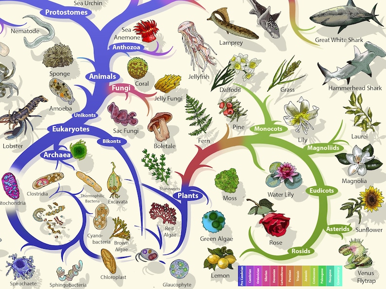 Evolutionary Biology Tree of Life Poster: Educational Nature Art - Etsy