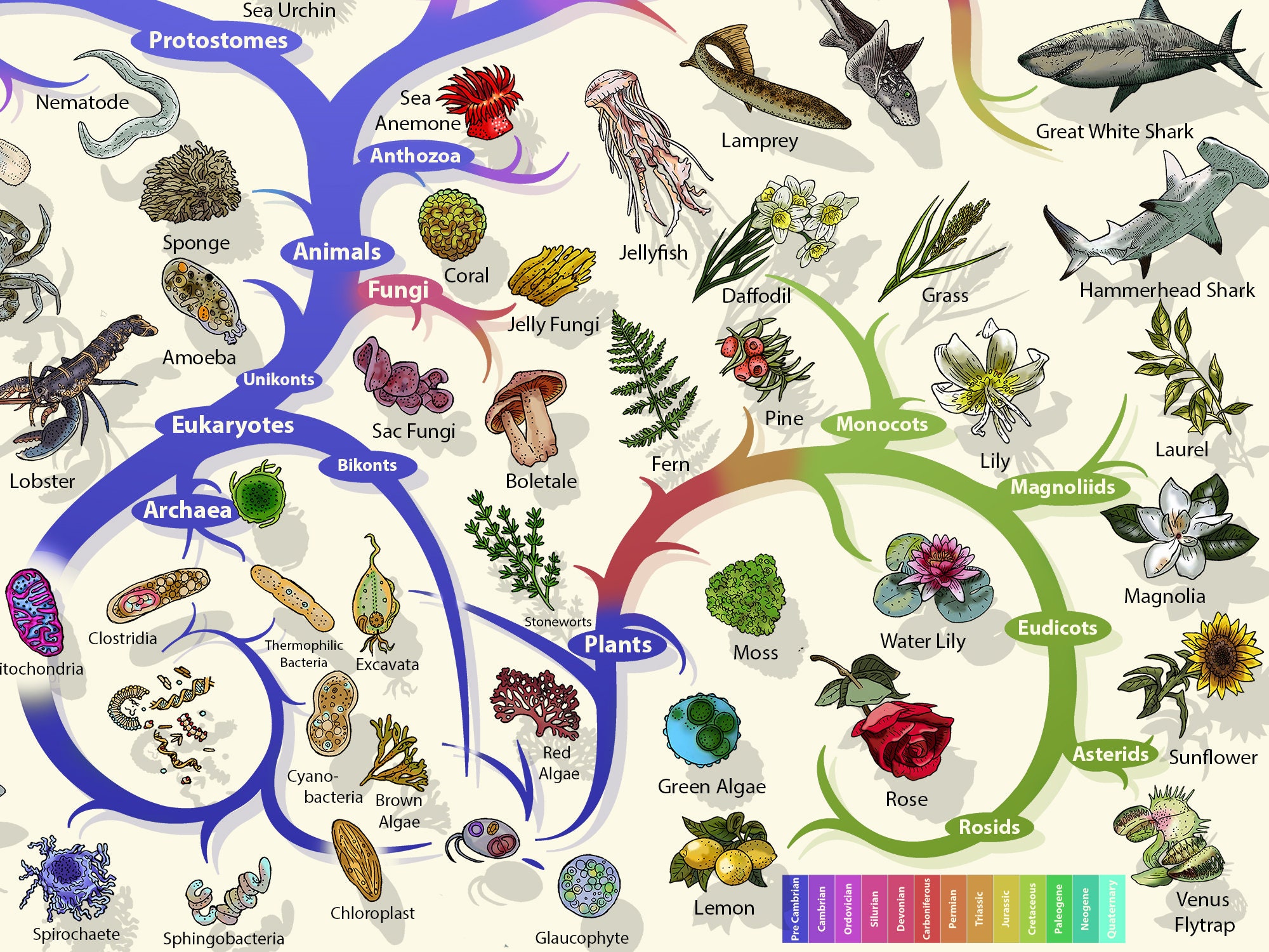 Evolutionary Biology Tree of Life Poster: Educational Nature Art - Etsy