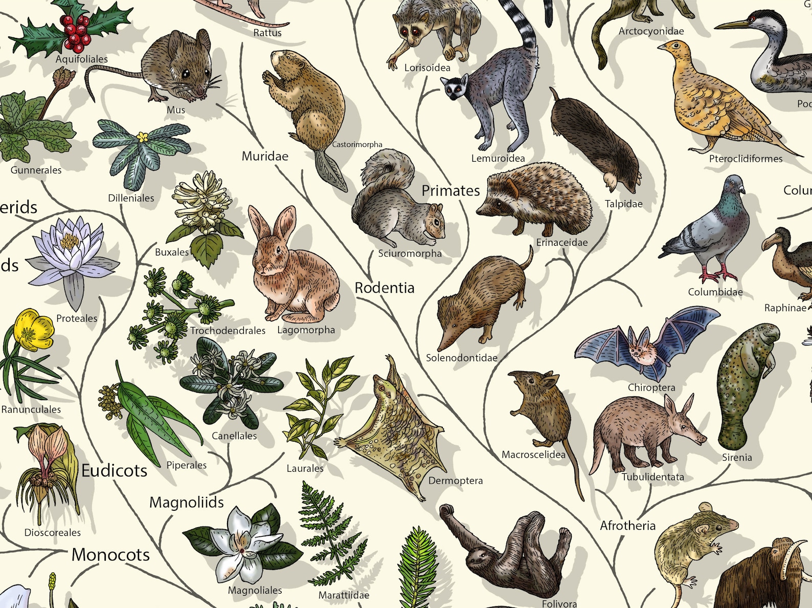 Evolution Poster Tree of Life - Etsy