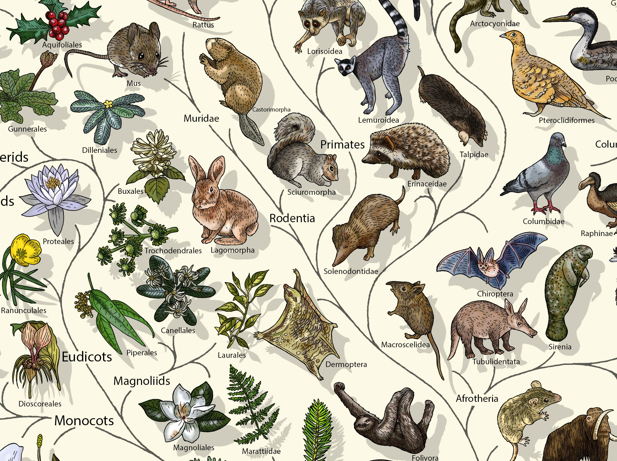 Evolution Poster Tree of Life | Etsy