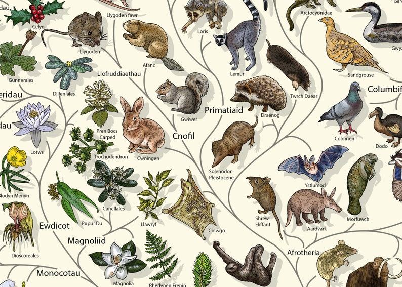 Evolution Poster Tree of Life | Etsy