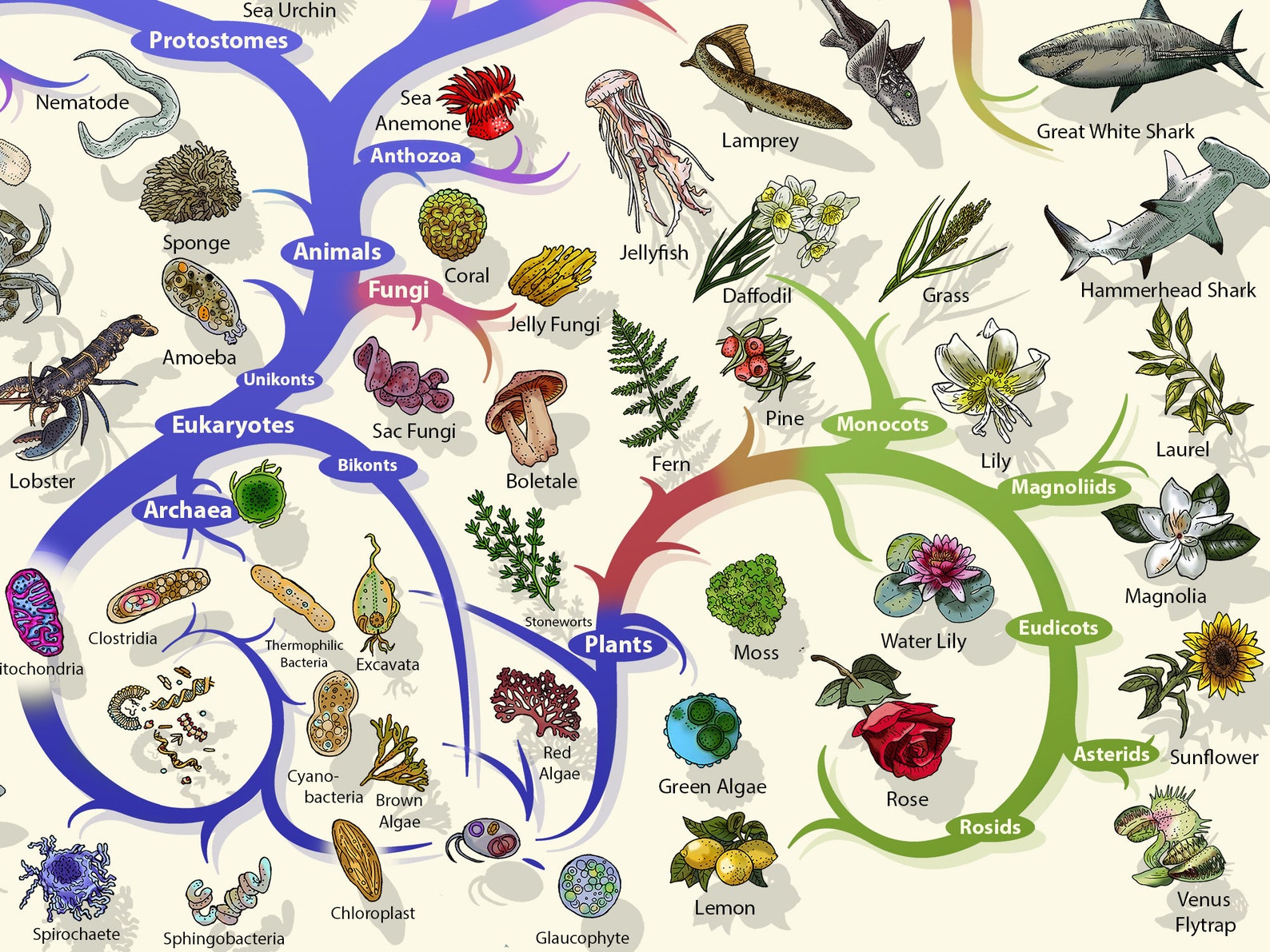 Evolutionary Biology Tree of Life Poster: Educational Nature Art - Etsy