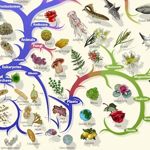 Evolutionary Biology Tree of Life Poster: Educational Nature Art - Etsy