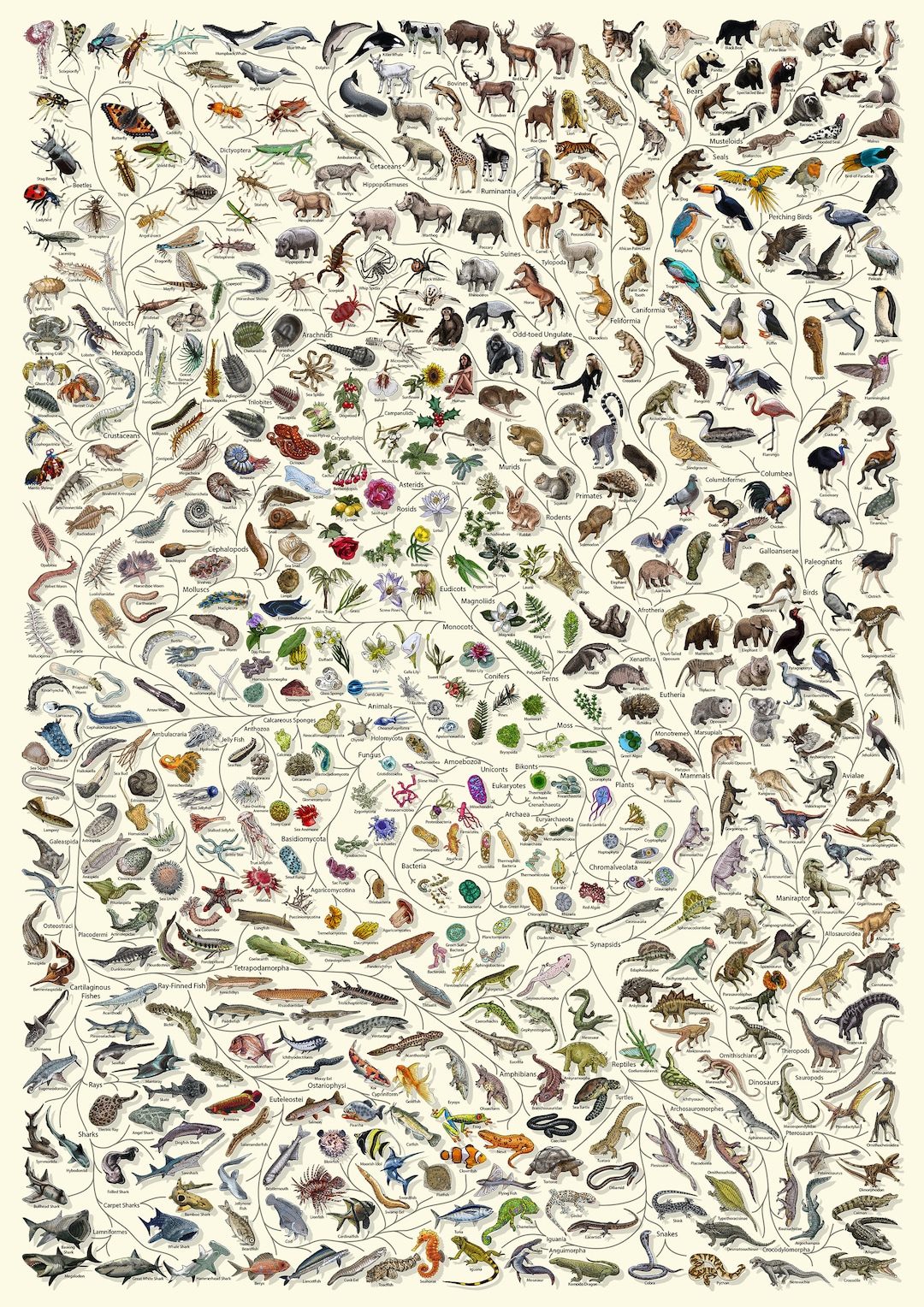 Evolution Tree Poster: Natural History, Animal Chart - Etsy UK