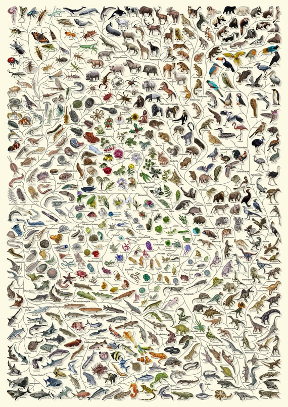 Phylogenetic Tree Of Life Poster