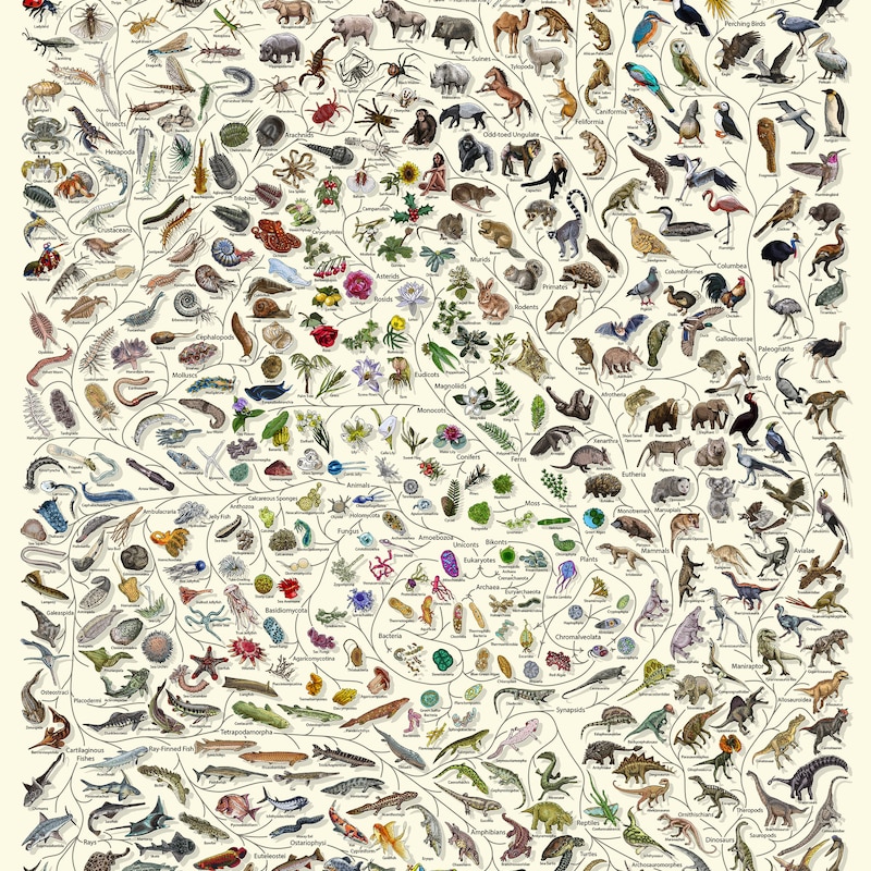 Monkey Evolution Darwin - Etsy UK