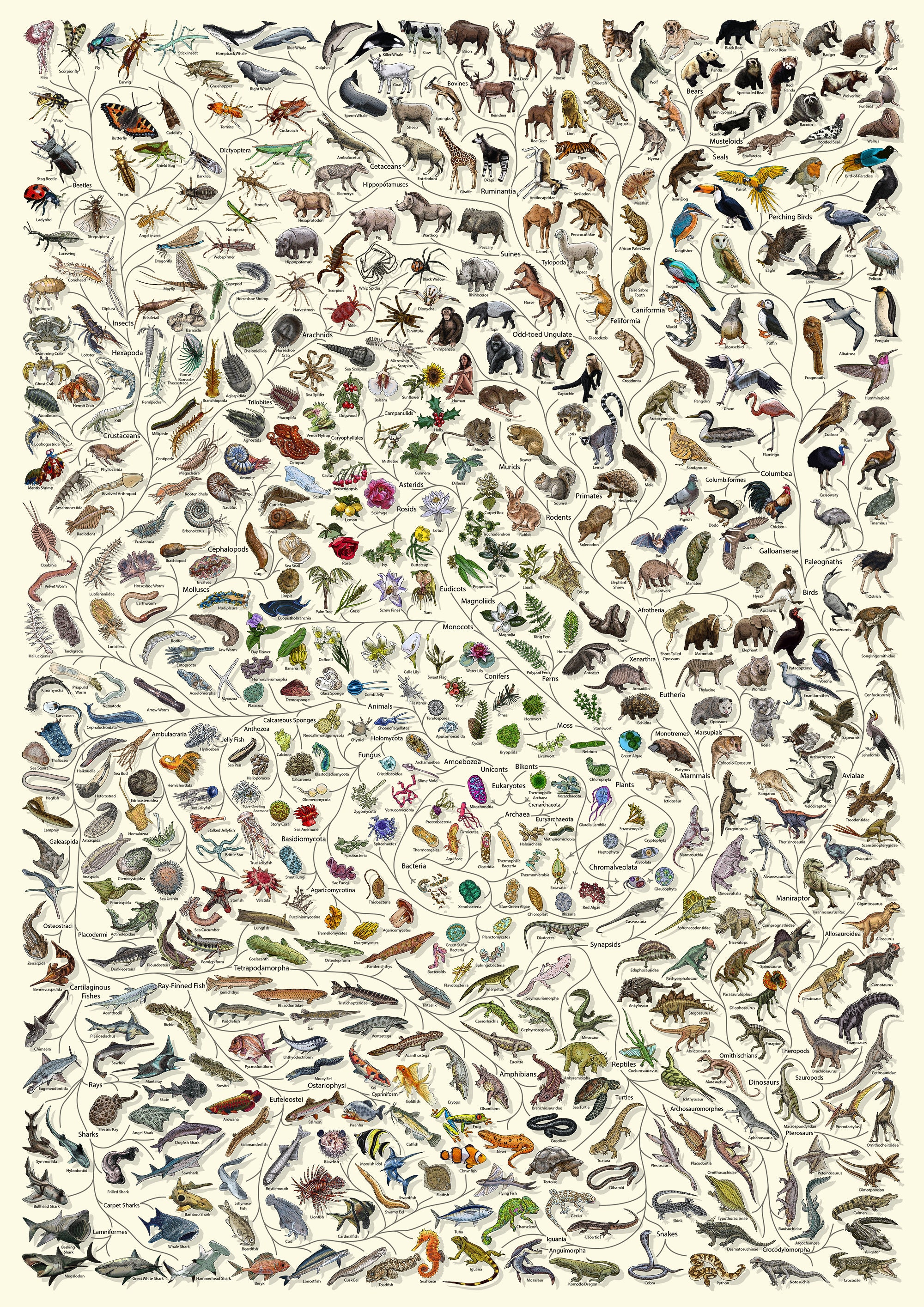 Evolution Tree Of Life Poster at Pauline Dane blog