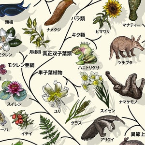 Evolution Tree of Life Poster: Biology Art Print - Etsy UK