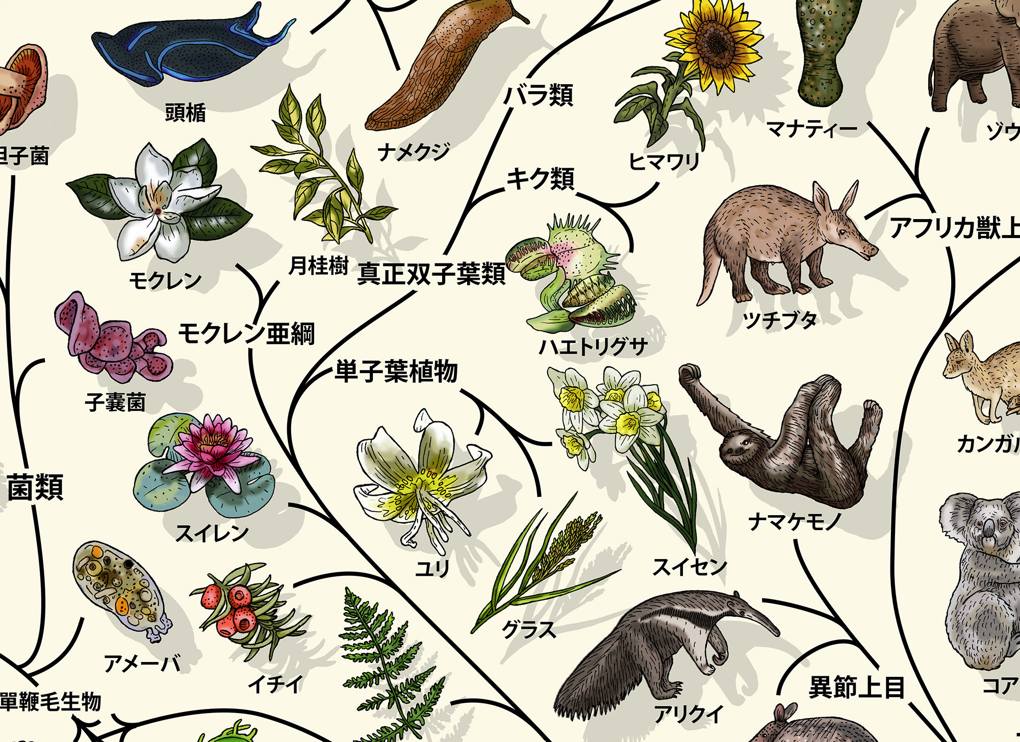 Evolution Tree of Life Poster: Biology Art Print - Etsy UK