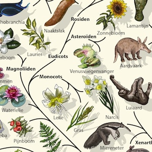 Evolution Tree of Life Poster: Biology Art Print - Etsy UK