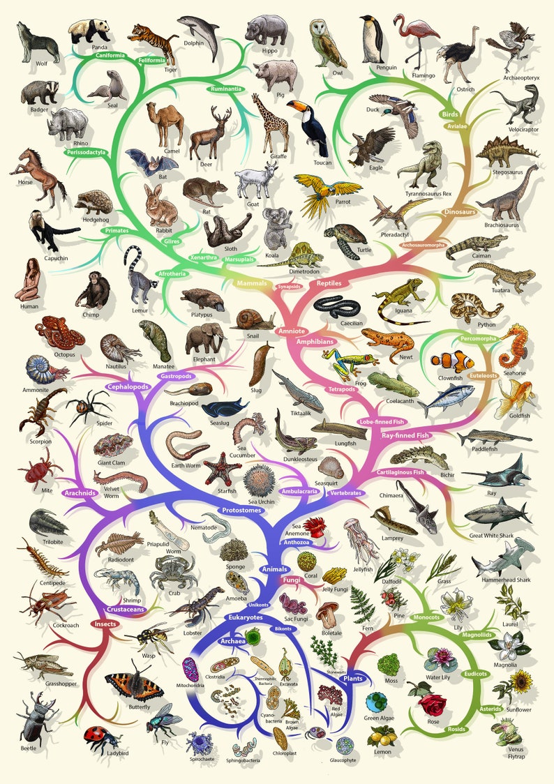 Evolutionary Biology Tree of Life Poster: Educational Nature Art - Etsy