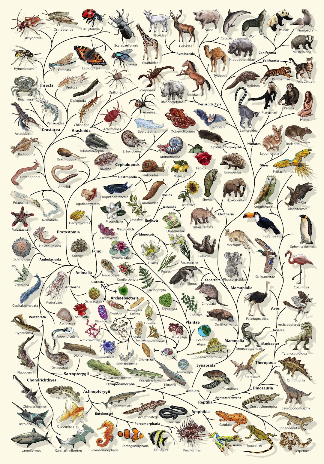 Evolution Tree of Life Poster: Biology Art Print - Etsy