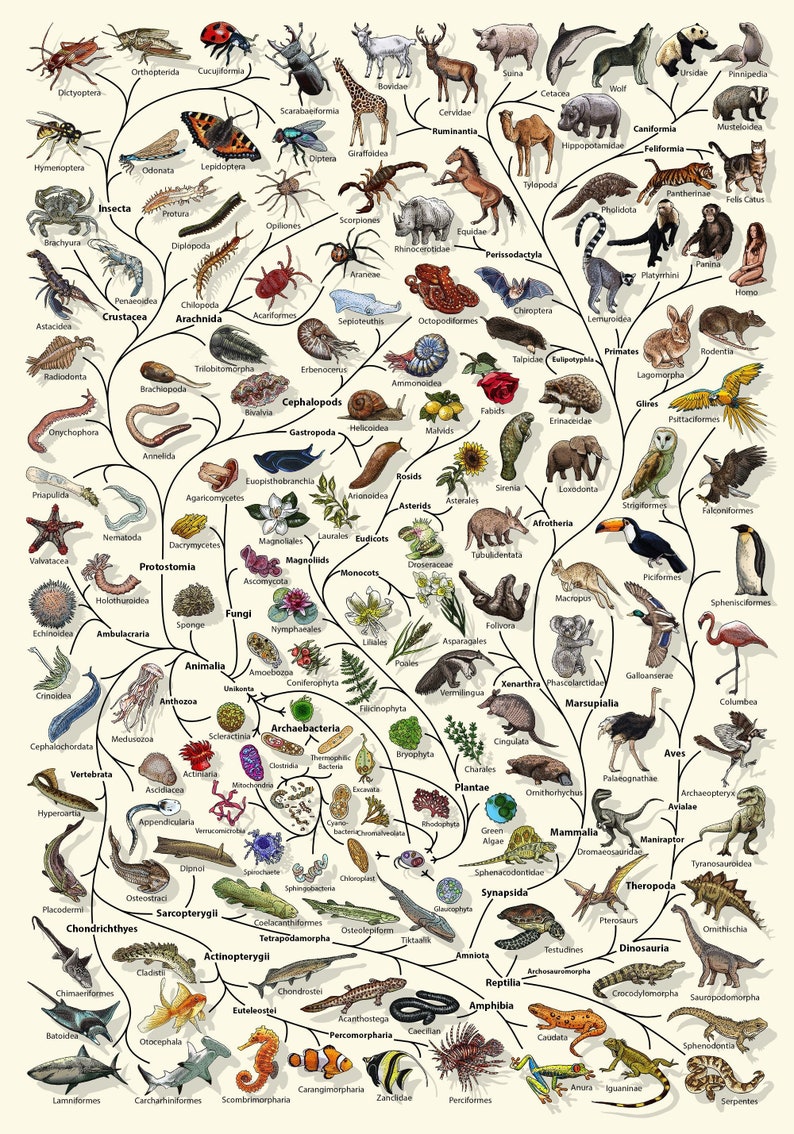 Evolution Tree of Life Poster: Biology Art Print - Etsy Hong Kong