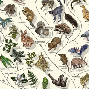 Evolution Tree Poster: Natural History, Animal Chart - Etsy UK
