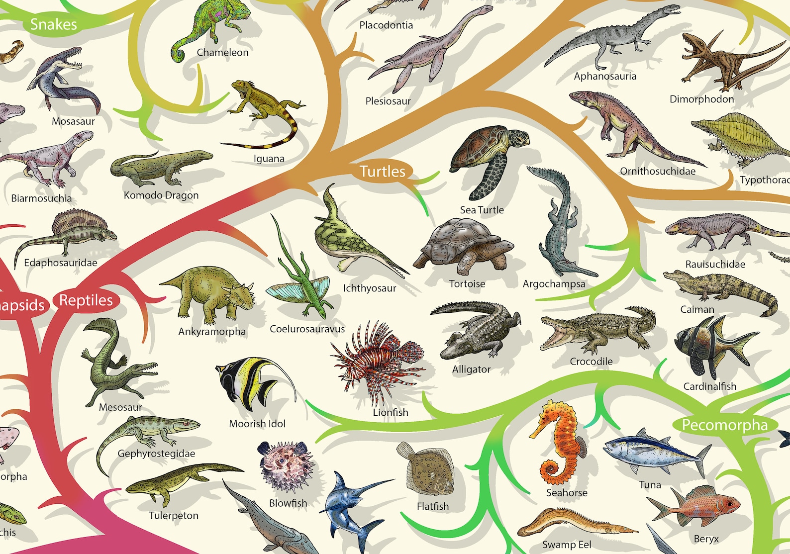 Darwinian Theory of Evolution Poster Plants and Animals - Etsy