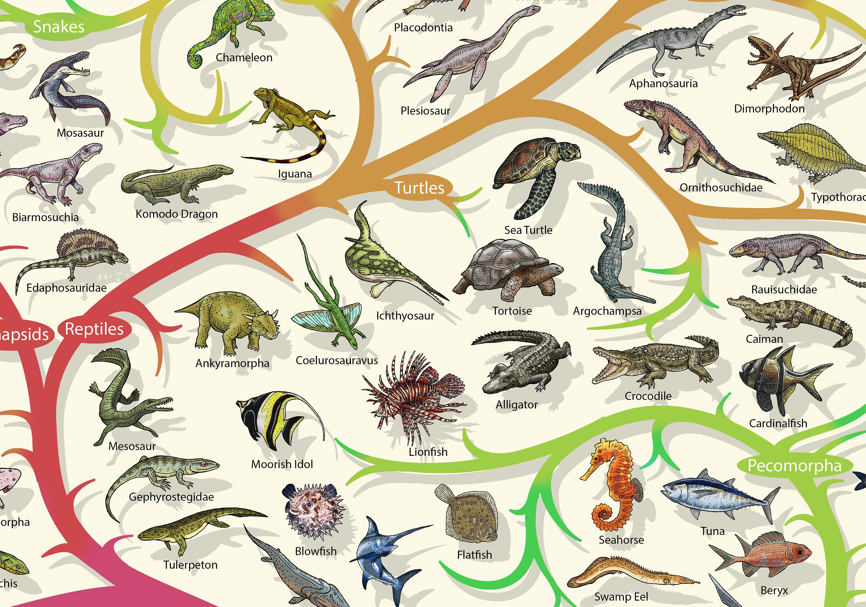 Darwinian Theory of Evolution Poster Plants and Animals - Etsy