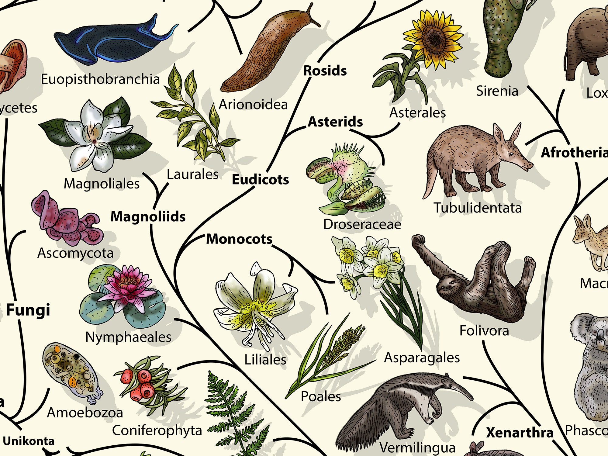 Tree of Life Poster Animal Evolution - Etsy Australia