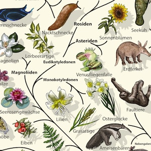 Evolution Tree of Life Poster: Biology Art Print - Etsy UK
