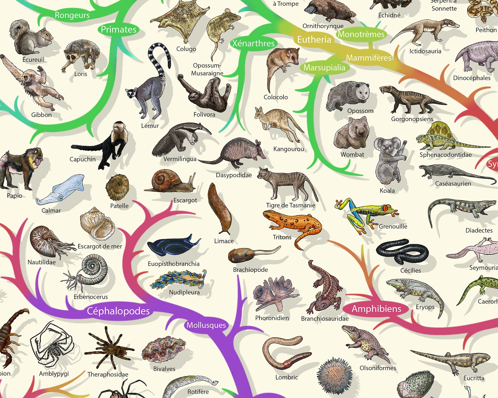Darwinian Theory of Evolution Poster Plants and Animals - Etsy