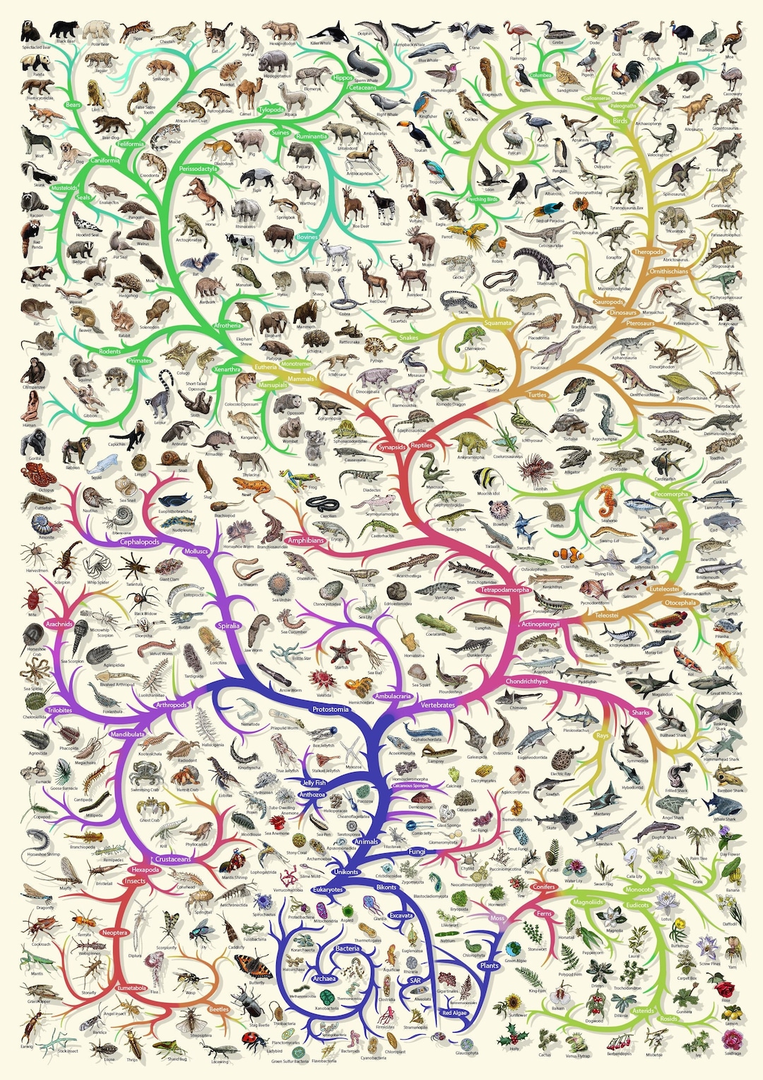 Phylogenetic Tree of Life Poster: Darwinian Evolution Art - Etsy