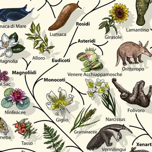 Evolution Tree of Life Poster: Biology Art Print - Etsy UK