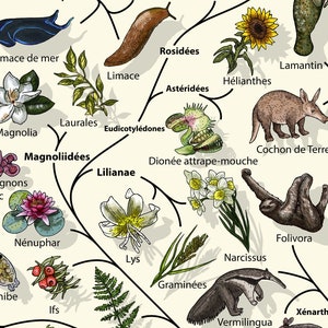 Evolution Tree of Life Poster: Biology Art Print - Etsy UK