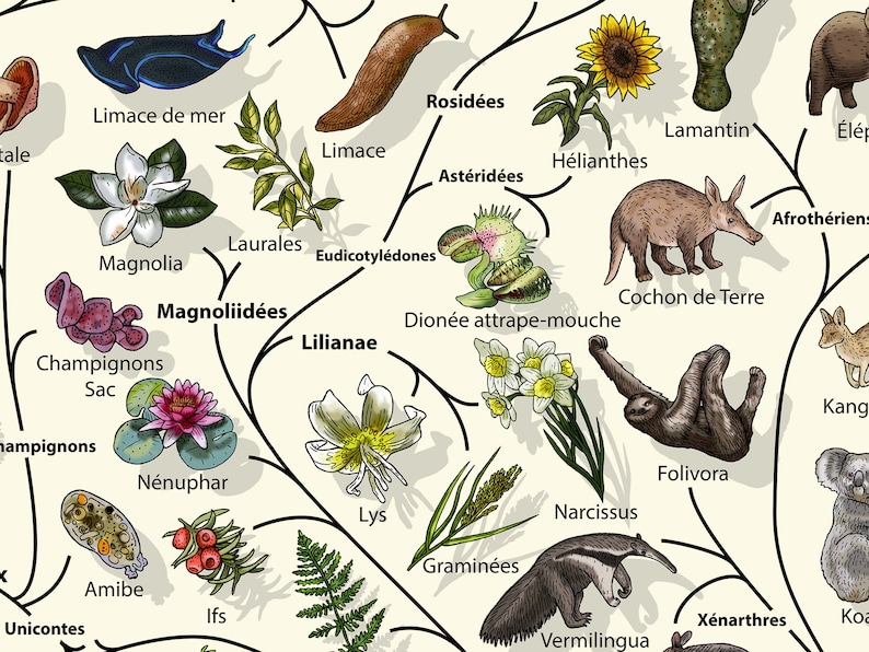 Evolution Tree of Life Poster: Biology Art Print - Etsy UK