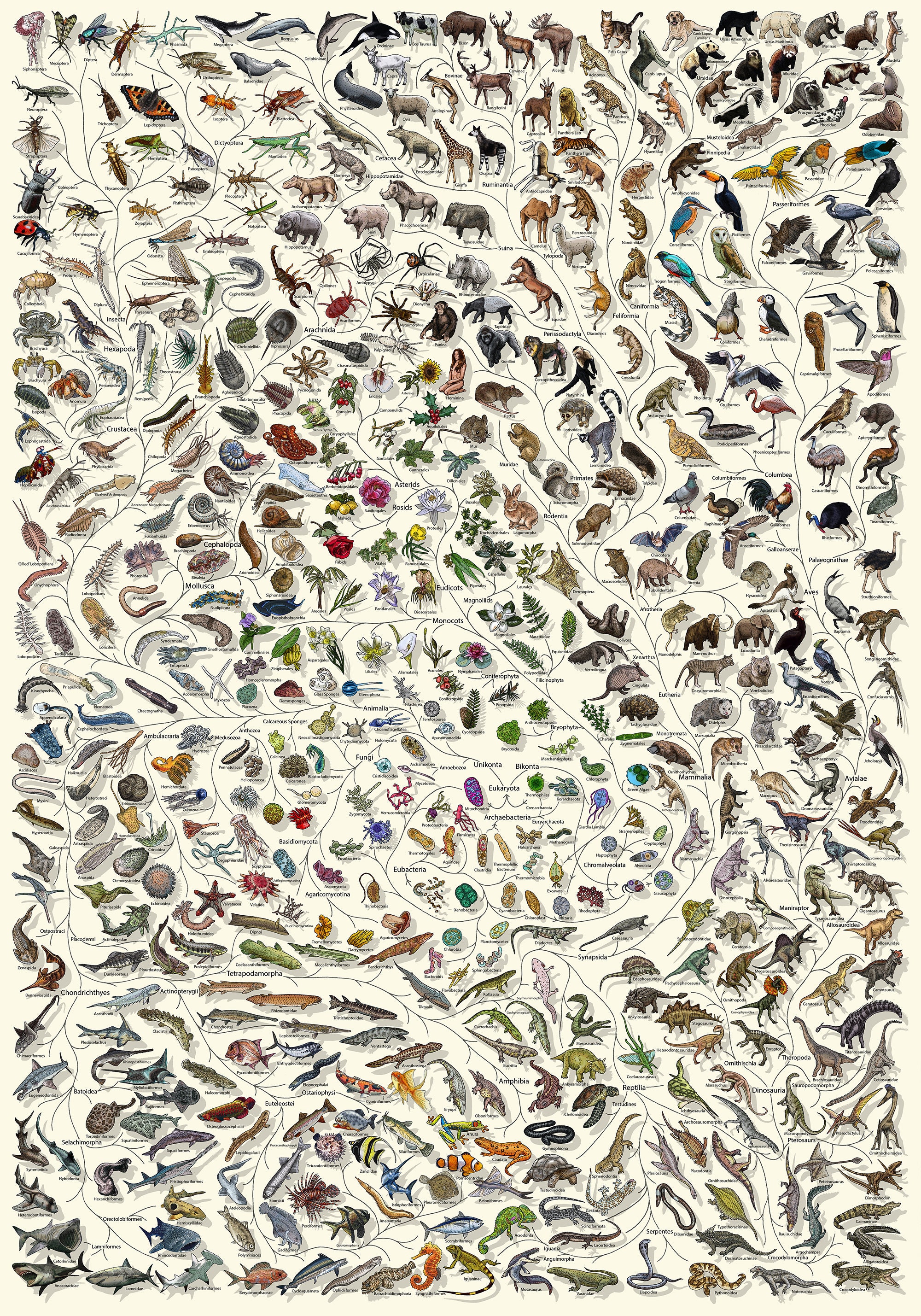 Evolution Tree Of Life Poster at Pauline Dane blog