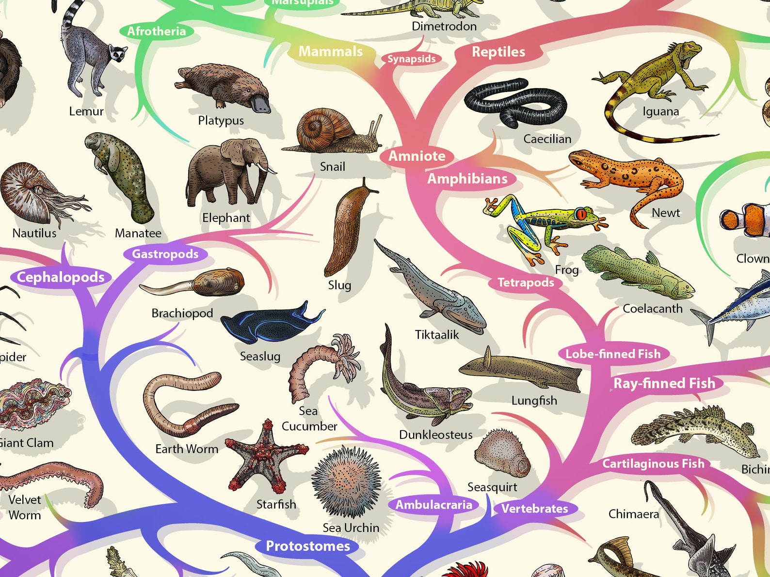 Evolutionary Biology Tree of Life Poster: Educational Nature Art - Etsy