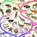 Evolutionary Biology Tree of Life Poster: Educational Nature Art - Etsy