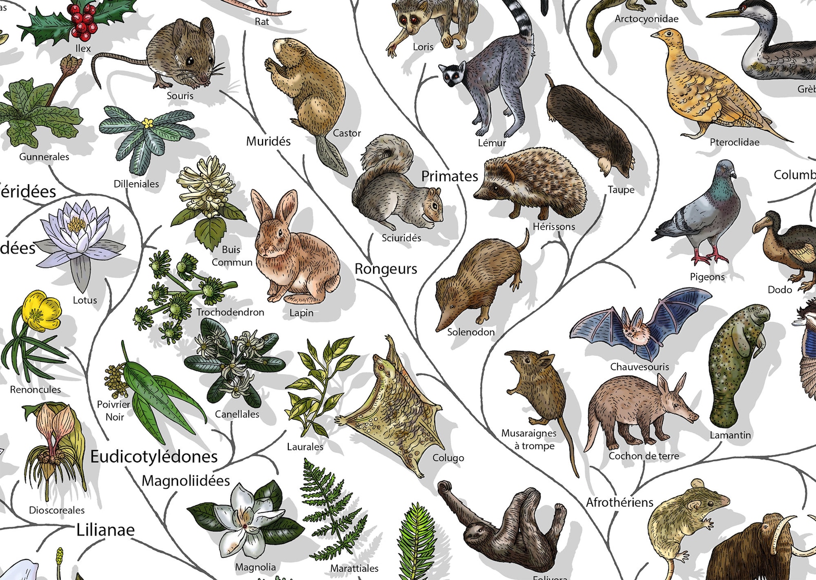 Tree of Life Poster Evolution Poster Natural History - Etsy UK