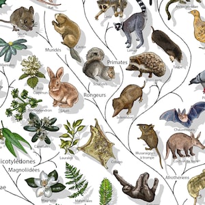 Evolution Tree Poster: Natural History, Animal Chart - Etsy UK
