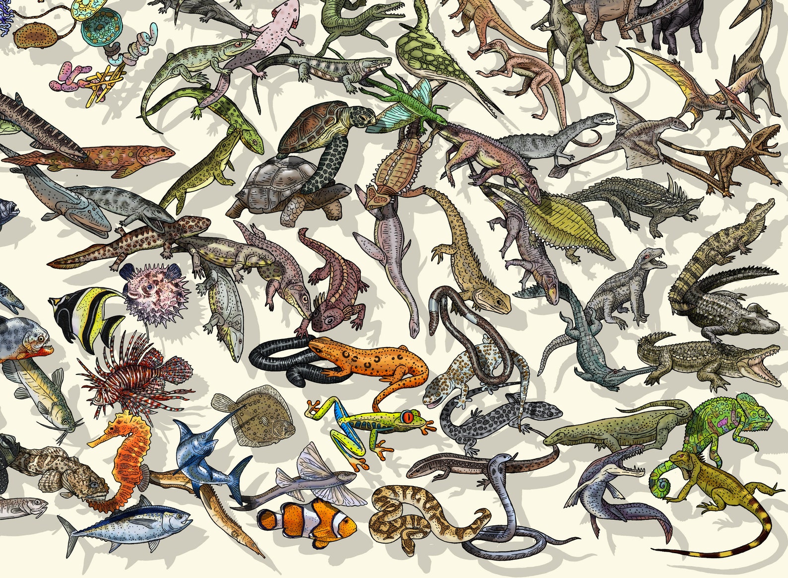 Darwinian Evolution Poster: Phylogenetic Tree of Life Art - Etsy