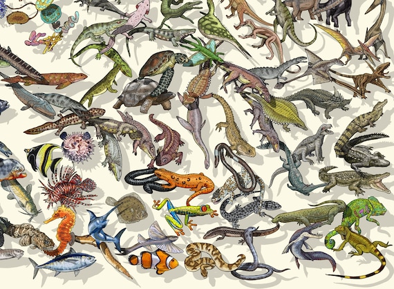 Theory Of Evolution Animals