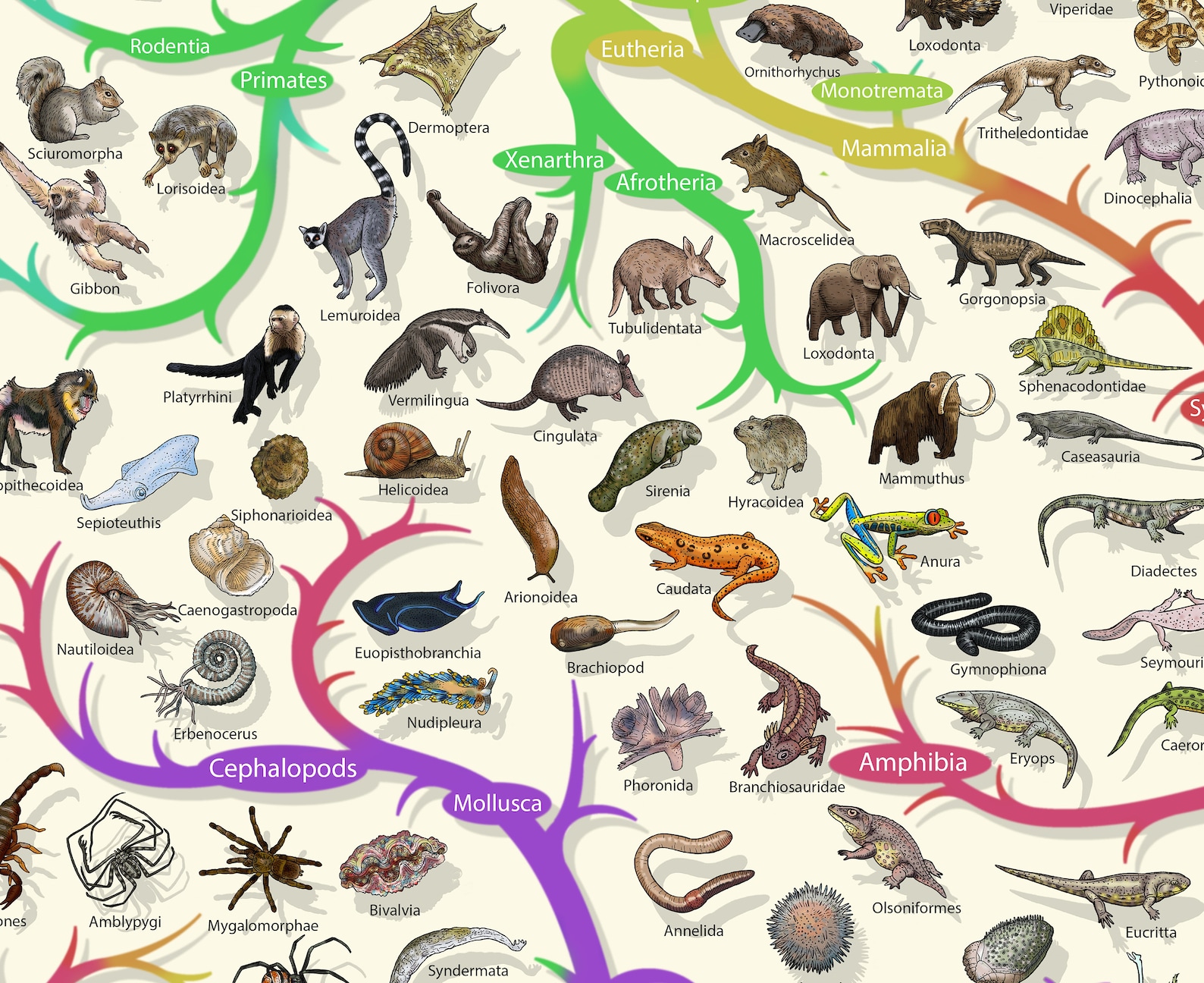 Phylogenetic Tree of Life Poster: Darwinian Evolution Art - Etsy