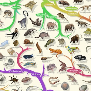 Phylogenetic Tree of Life Poster: Darwinian Evolution Art - Etsy
