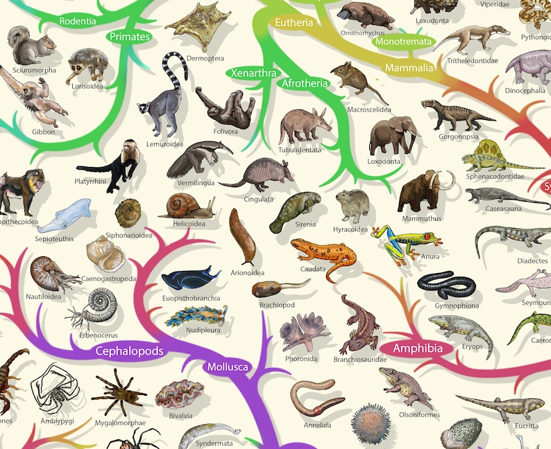 Darwinian Theory of Evolution Poster Plants and Animals - Etsy