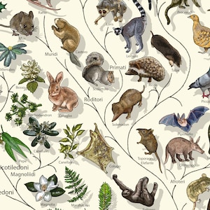 Evolution Tree Poster: Natural History, Animal Chart - Etsy UK