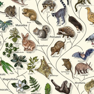 Evolution Tree Poster: Natural History, Animal Chart - Etsy UK